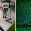 Peacock Death Tribute,Peacock Final Salute: क्या मोर को मृत्यु के बाद ...