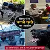 ढाई साल की बच्ची को जबड़े में दबोचा, रोंगटे खड़े कर देने वाला CCTV आया ...