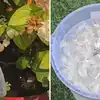 Organic Way To Get Maximum Flowers In Rose And Mogra,मरते पौधों में जान ...