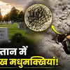 Mining Bees: कब्रिस्तान के नीचे 55 लाख मधुमक्खियां! पैदल जा रही महिला ...