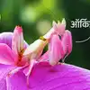 दिखने में बिल्कुल फूल जैसे, पर होते हैं ये 'खून के प्यासे'! जानें ...