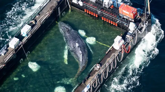 Timmy Whale Story,14 करोड़ खर्च करके भी नहीं बची 'टिम्मी' व्हेल की जान ...