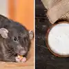 How To Get Rid Of Rats At Home Naturally Leelas Kitchen Tips,चूहों को ...