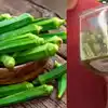 US Bhindi Price: जो भिंडी भारत में ₹40 किलो, अमेरिका में उसके दाम ...