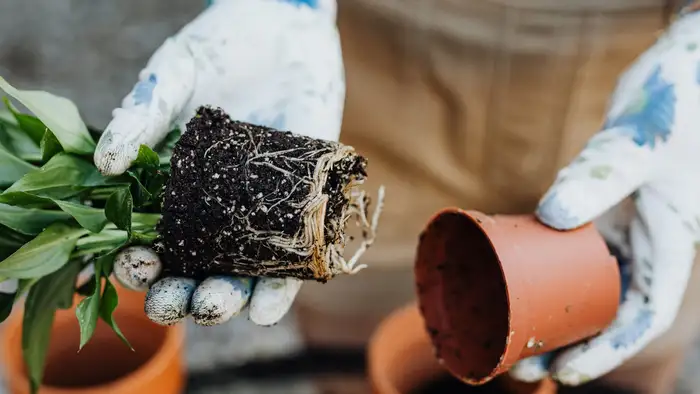 How To Revive A Dying Plant Due To Hard Soil Conditions,पत्थर जैसी हो ...