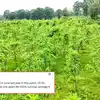 Parveen Kaswan IFS Forest Plantation Tweet,'हाथियों का सेब' और 25 हजार ...