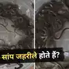 Haridwar Snake Video,Uttarakhand Snake Tank: पानी की टंकी में छिपे थे ...