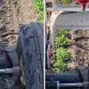 Mother Bird In Front Of Tractor,अंडे को बचाने के लिए ट्रैक्टर के सामने ...