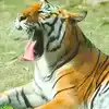 बाघ के हमले से दो महिलाओं की मौत, कई गांवों ने भय और डर का माहौल, अलर्ट ...