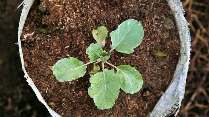 Gardening Expert Secret To Get Lot Of Brinjals In Pots,छत पर उगाना है ...