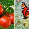How To Grow Saunf In Pots At Home,एक पौधा उगाने से छत पर आएंगी तिलतियां ...