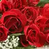 गुलाब का सम्मान - respect for rose - Navbharat Times