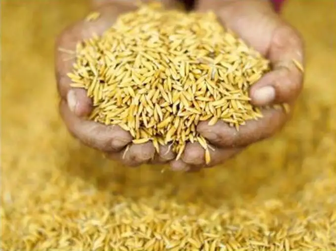 धान में बंद होने से चावल होते हैं सबसे शुद्ध