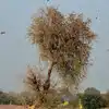 Locusts Attacks,Locusts Attack: टिड्डी दल का हमला, किस तरह एक छोटा सा ...