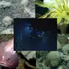 All you Need to Know About Deepest Place on Earth Mariana Trench: धरती ...