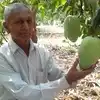 Madhya Pradesh News- 'Noor Jahan' mango a fruit booked up to rs 1000 ...