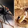 Redback Spider Vs Eastern Brown Snake Fight Deadly Spider In And Eat Snake