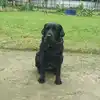 Indian Army Dog Jaari Is A Big Hero On Social Media Know What He Did in ...