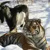 Russian Goat Timur Who Made Unlikely Friends With Tiger Amur Dies