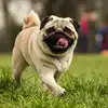 Pug dog MRI Scan Results Nightmares For Social Media Users Viral Picture