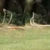 Two Snakes Dancing In Golf Course People Are Confused On Twitter