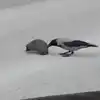 This Crow Appears To Be Helping A Hedgehog Cross The Street