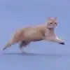 Watch Stray Cat Runs Across Finish Line During 100 Metres Race In Turkey