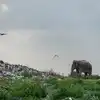 Sri Lankan elephants eating garbage at a refuse facility captured in ...