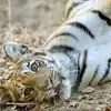 Watch This Video Best Moment Of Tiger 2020