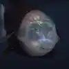 Alien Fish Video : Deep Sea Creature Looks Like Alien Fish With ...