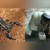 Pakistan News : Pakistani Are Addicted To Smoke Dead Scorpions ...
