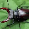 which is the most expensive insect in the world- स्टैग बीटल को दुनिया ...