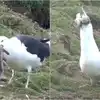 Seagull Eats Whole Rabbit Video Will Shock You,इस पक्षी ने पहले खरगोश ...