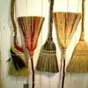 Know why the broom should not be planted