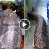 Huge Python Entering House viral video tweeple ask its real or not - घर ...