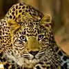 Leopard Attack: Leopard Attack News: Leopard Attack In Belagavi Of ...