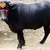 Bihar News: थानेदार को खून से लिखी भैंस चोरी की चिट्ठी... फिर काट ली ...