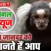 jungle news did you know about smallest monkey species in the world ...