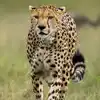 mp kuno national park reopens today after monsoon no access to cheetah ...