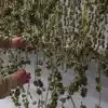 Marijuana Delivery In Canada : Online Food Delivery Company To Delivery ...