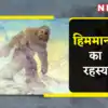 रंग सफेद, शरीर पर बड़े बाल... क्या 20 फीट लंबा हिममानव आज भी हिमालय में ...