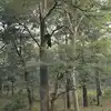 viral video of baghira jump from 25 feet in Pench National Park:25 फीट ...