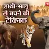 jungle news bhalu elephant tiger chasing you know how to prevent smart ...