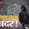 jungle news spider monkey 1700 year old history captivity gift ...