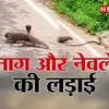 jungle news viral video why mongoose kills snake and treat as enemy ...