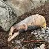 Mysterious Sea Creatures : Sea Creatures News Mysterious Pig Like Sea ...