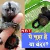 jungle news pygmy marmoset know all about world smallest monkey weight ...
