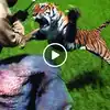 Famous Tiger Attack Ka Video । टाइगर के अटैक का सबसे खतरनाक वीडियो ...