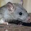 Britain Giant Rat: ब्रिटेन में 20 करोड़ चूहों का आतंक, बन चुके हैं दो ...