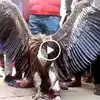 Himalayan Gidh Ka Video । कानपुर: दुर्लभ हिमालयन गिद्ध को देखकर लोग बन ...